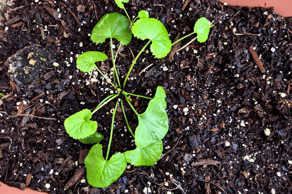 Sri Lankan Gotu Kola Mallum (Pennywort) - EASY PEASY CURRY