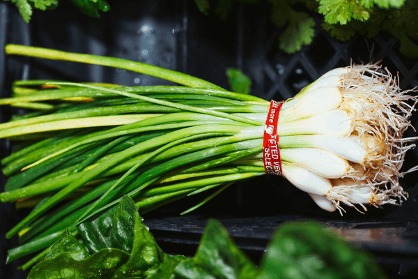 How to Grow Scallions from Scraps - EASY PEASY CURRY