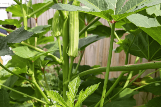 Easy Ladies Finger (Okra) Stir Fry Recipe - EASY PEASY CURRY